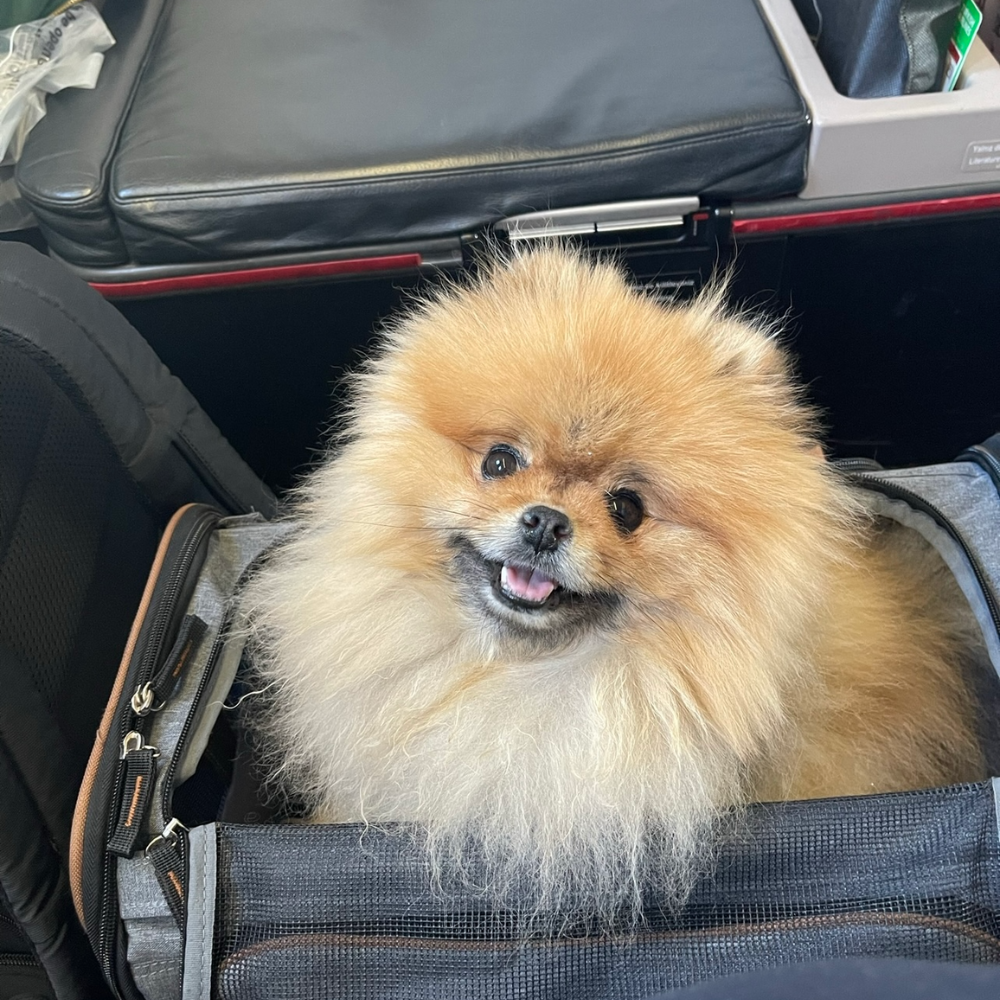 Paws On Board | Bonnie the Dog's journey from San Francisco to Istanbul ...