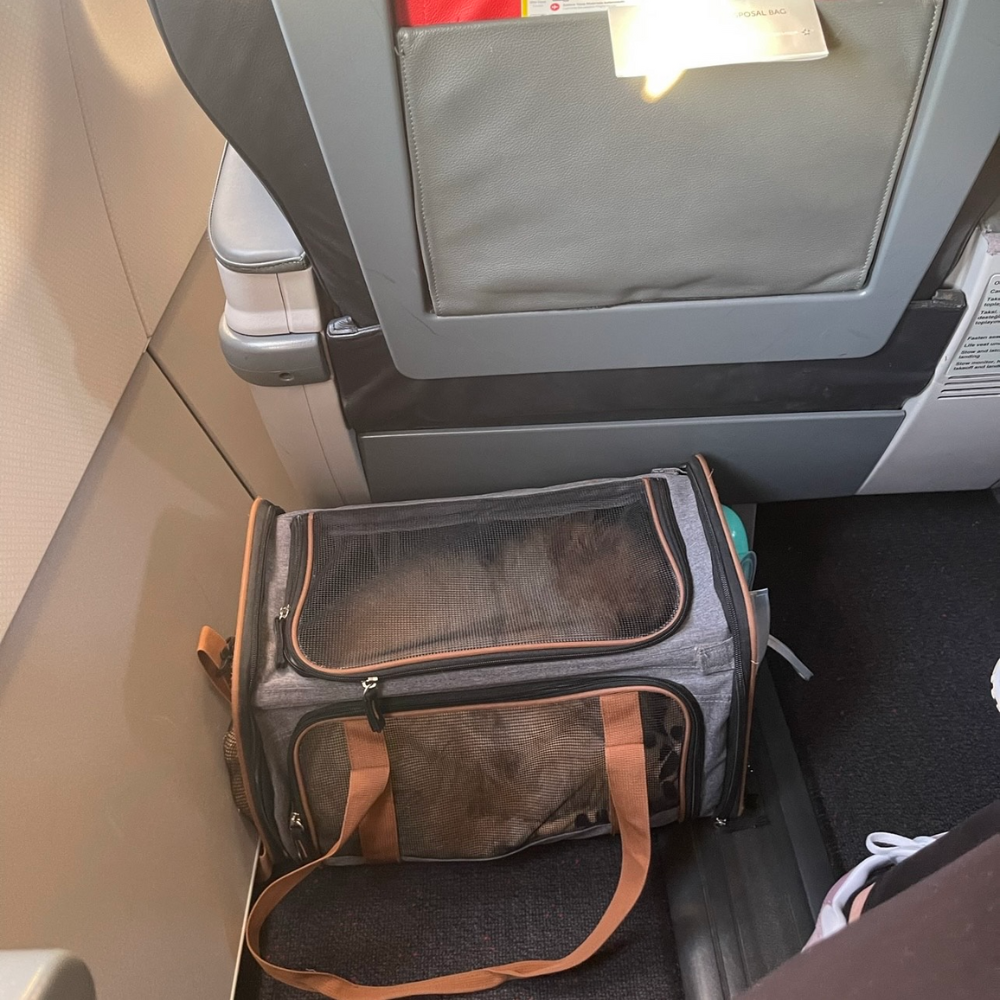 Paws On Board | Bonnie the Dog's journey from Istanbul to Muğla by ...